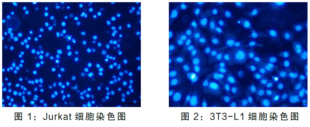 CytoDet DAPI 染色液 – Accurate Biology